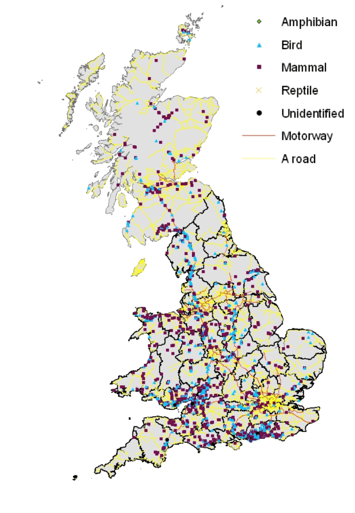 Wildlife roadkill map: January-August 2013 – Project Splatter